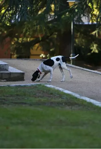 Honde van bekendes: Rico, die Engelse Wyser van Mariano Rajoy