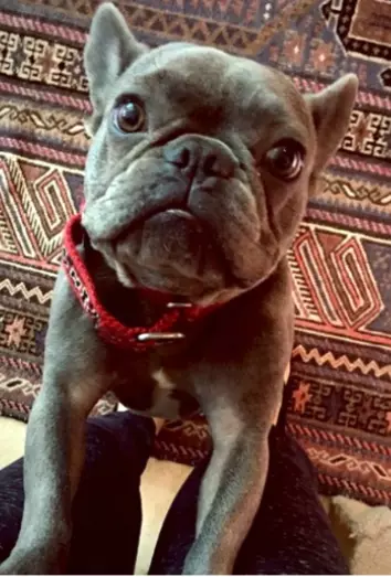 Kani waa Popeye, Eva Longoria's bulldog Faransiis