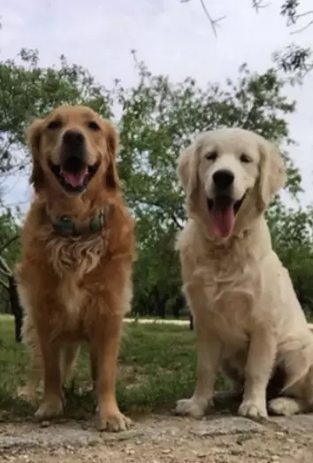 Beroemde honde: Roc, Rym se beste vriend en Anna Simón se goue