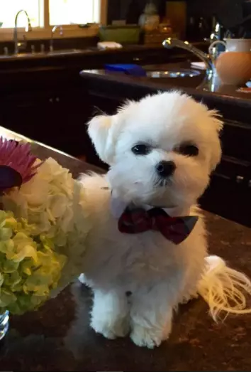 Anjing selebritis: bichon saeutik Heather Locklear