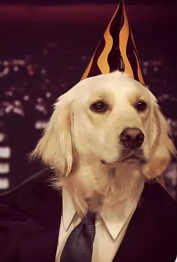 This is Gary, Jimmy Fallon's golden retriever