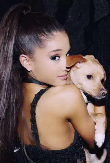 Ariana Grande e il suo cane Tolosa, un mix di Beagle e Chihuahua