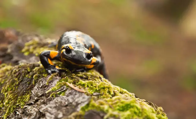 Šta znači sanjati salamandere?