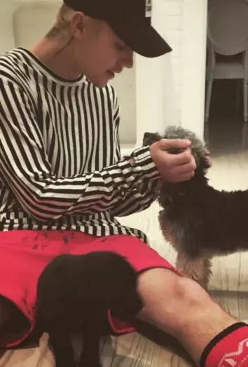 Những chú chó nổi tiếng: Justin Bieber, Maltipoo Esther và Labrador Phil