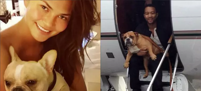 Mga sikat nga iro: Chrissy Teigen ug mga bulldog ni John Legend