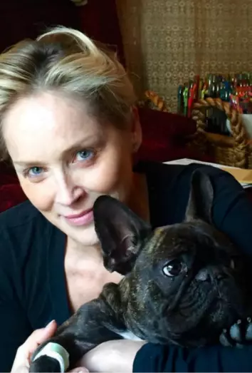 Celebrity Dogs: Sharon Stone's Joe the French Bulldog