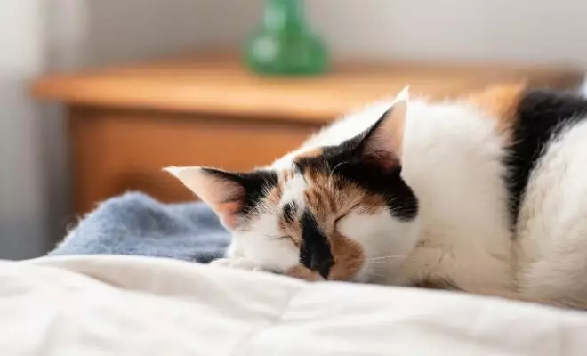 Wat betsjut it om te dreamen fan deade katten