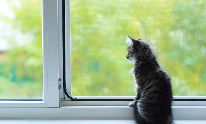 Cosa significa il tuo gatto che cade dalla finestra?