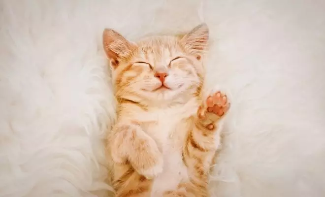 การฝันถึงแมวตัวเล็กหมายความว่าอย่างไร