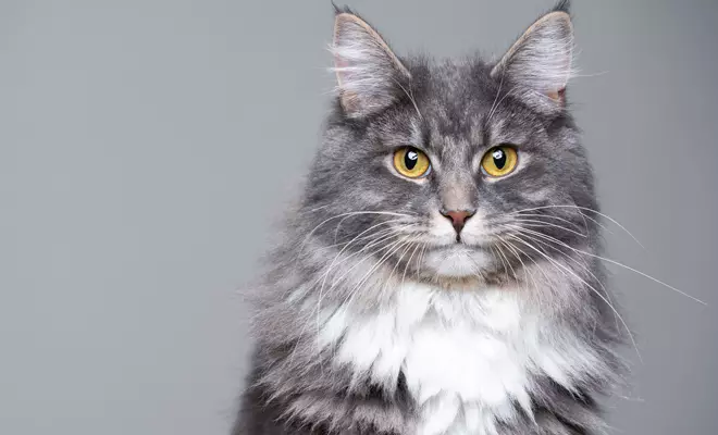 夢見一隻灰貓是什麼意思