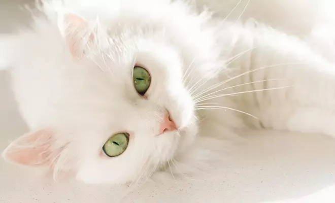 夢見白貓是什麼意思