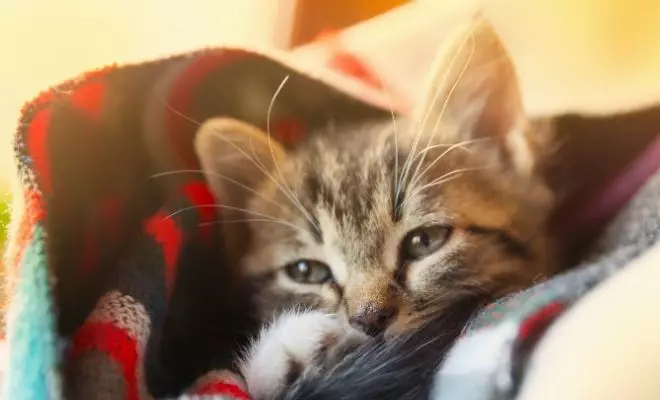 Все, що може означати сон про хворих кішок