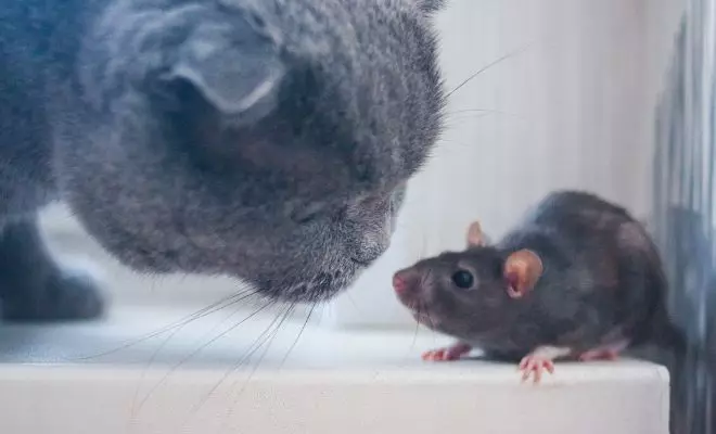 Значення, коли сниться, як коти ганяються за мишами