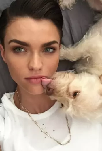 สุนัขที่มีชื่อเสียง: Ru and Chance, Ruby Rose's Terrier และ Chihuahua