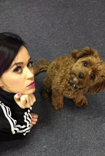 Butters, ang Covapoo ni Katy Perry