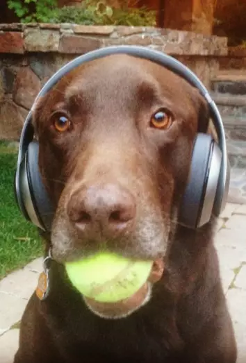 Gustav, Arnold Schwarzenegger's Labrador Retriever