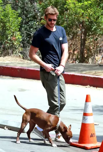 Gossos de famosos: l'adorable Pitbull de Liam Hemsworth