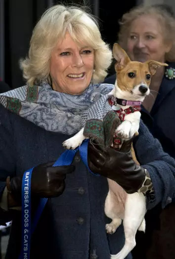 Beroemde honde: Camilla Parker Bowles se Jack Russell Terriers