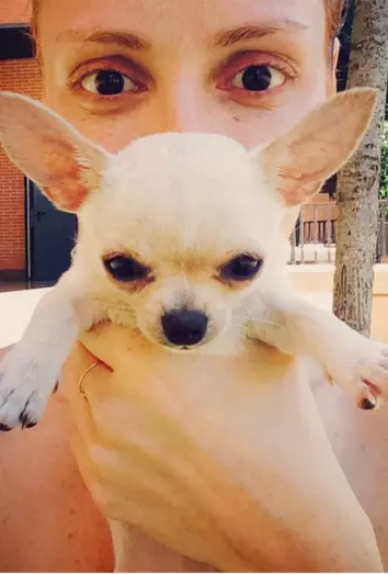 Imbwa dzine mukurumbira: Sally, Cristina Castaño's Chihuahua chitsva