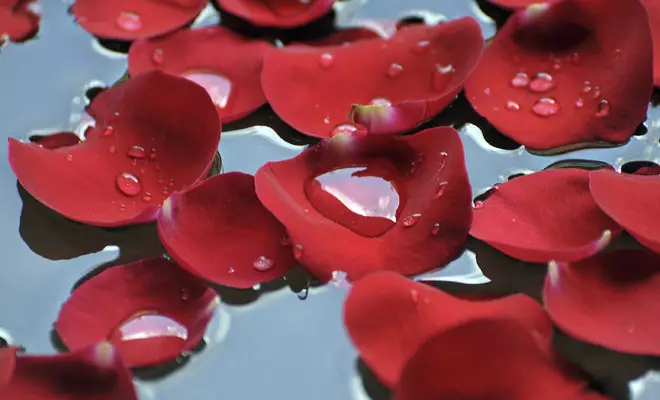 O le a le uiga o le miti o petals rosa