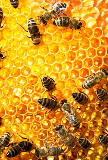 Dreaming of a honeycomb: your job prospects