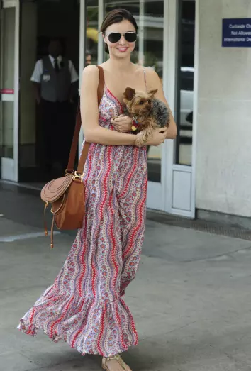 Frankie, le beau Yorkshire Terrier de Miranda Kerr