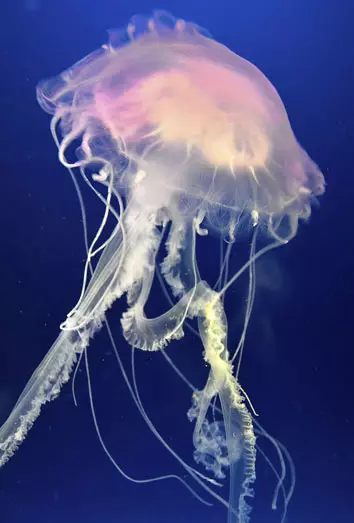 Kuota jellyfish: Jihadharini na kuonekana