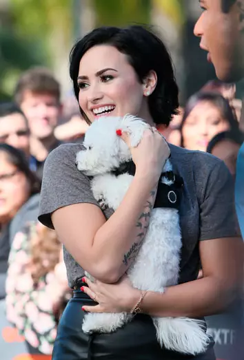 Ünlü köpekler: Demi Lovato, Malta bichon'u için tutku