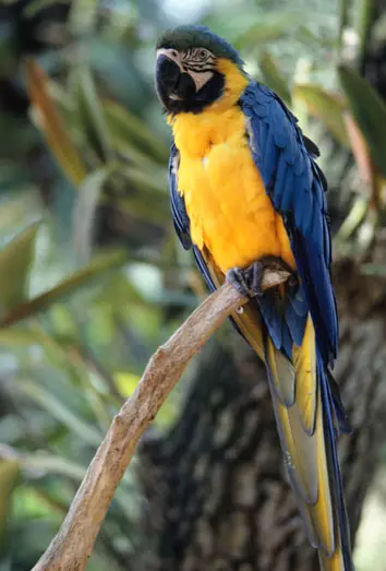 Soñar con loros: necesitas compañía?