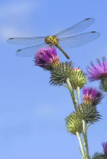 Dreaming of dragonflies: jẹ odo lẹẹkansi