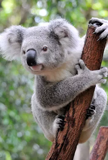 Mafarkin koalas: gefen ku mafi mahimmanci