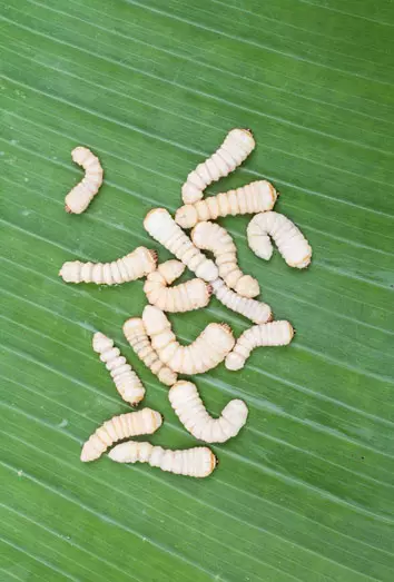 Ngimpi larva: apa sampeyan ngowahi?