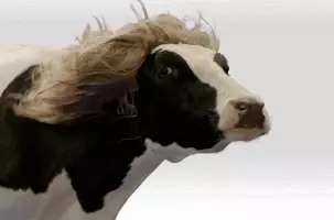 I tuoi capelli sono divini come quelli di questa mucca.