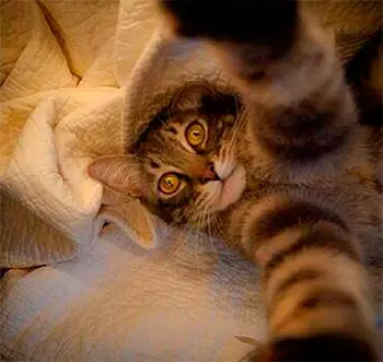 Os selfies de cans e gatos máis divertidos