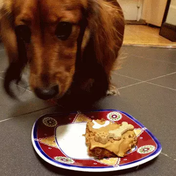 Acest câine este încântat de tortul ei de ziua ei.
