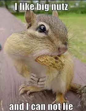 Adotta squirrel biex tiftaħ il-ġewż tiegħek.