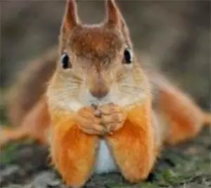 هڪ squirrel هميشه توهان کي ٻڌندو، ۽ توهان جو ڪتو؟