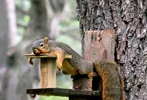 Zure aurpegia, eta urtxintxa batena, astelehen goizetan