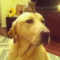 Gif que mostra que cães e esquilos são amigos.