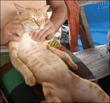 Кошки не дураки: им тоже нравится массаж.