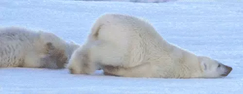 A medvék hétfőnként is nehezen mennek dolgozni.