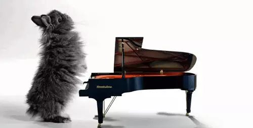 A rabbit playing the piano, what is left for us to see?