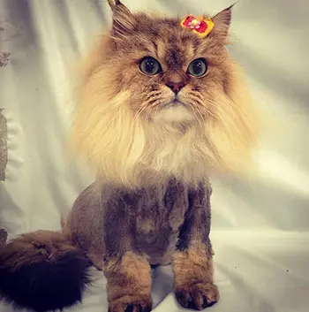 Potongan rambut paling aneh, juga pada kucing.