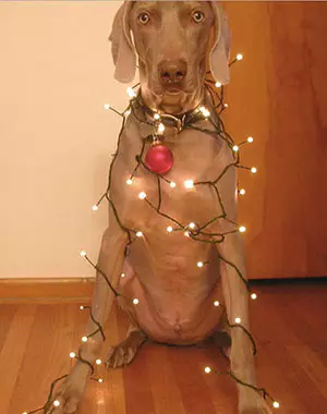 Šunys taip pat nori būti Kalėdų eglutėmis