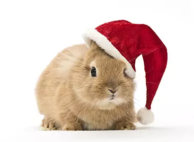 Zwierzęta też muszą świętować Boże Narodzenie.