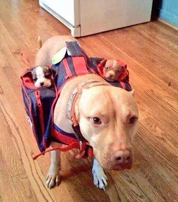 Foto do que ten que facer unha can nai polos seus cachorros.