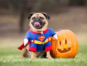 Funny costumes for dogs.