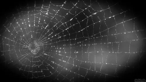 تار عنکبوت برای هالووین