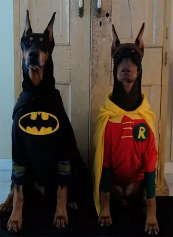 Superhundarna för denna Halloween.
