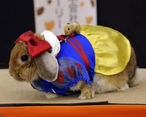 Foto av en kanin mycket beredd att fira Halloween.